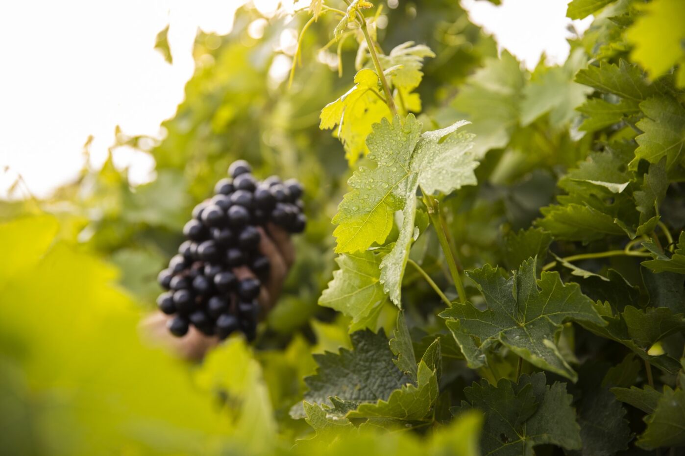 Faustino Bodegas